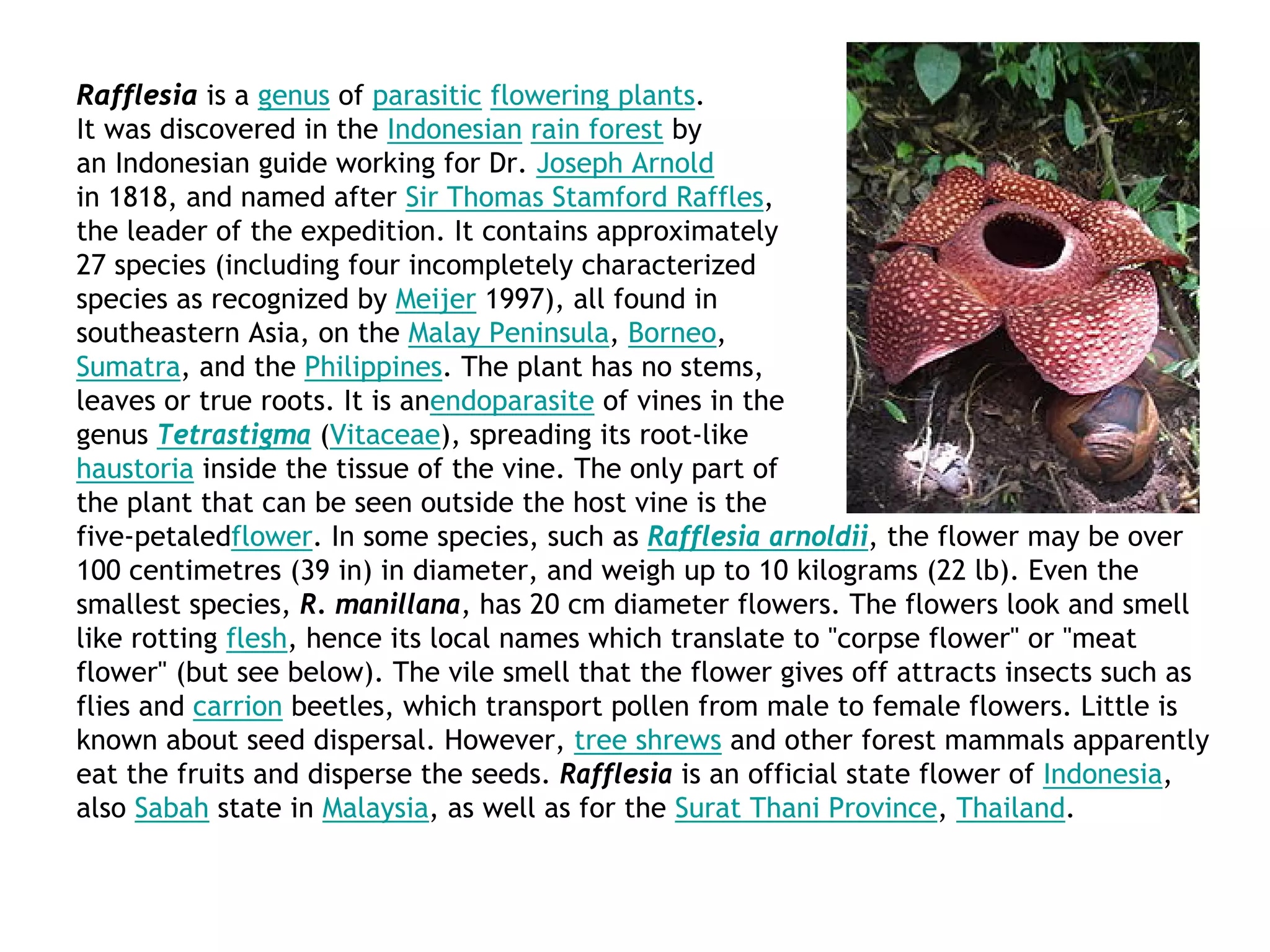 Rafflesia~The Worlds Largest Flower! | PDF