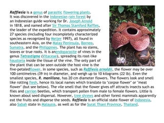 Rafflesia~The Worlds Largest Flower! | PDF