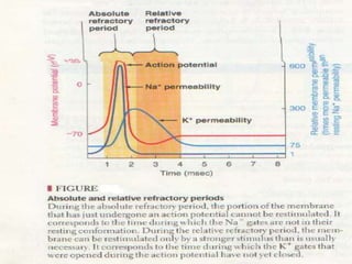 rafractory period.pptx