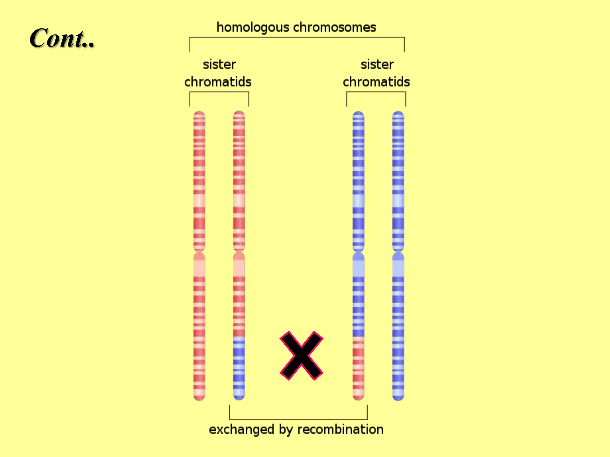 Homologous Recombination (HR) | PPTX