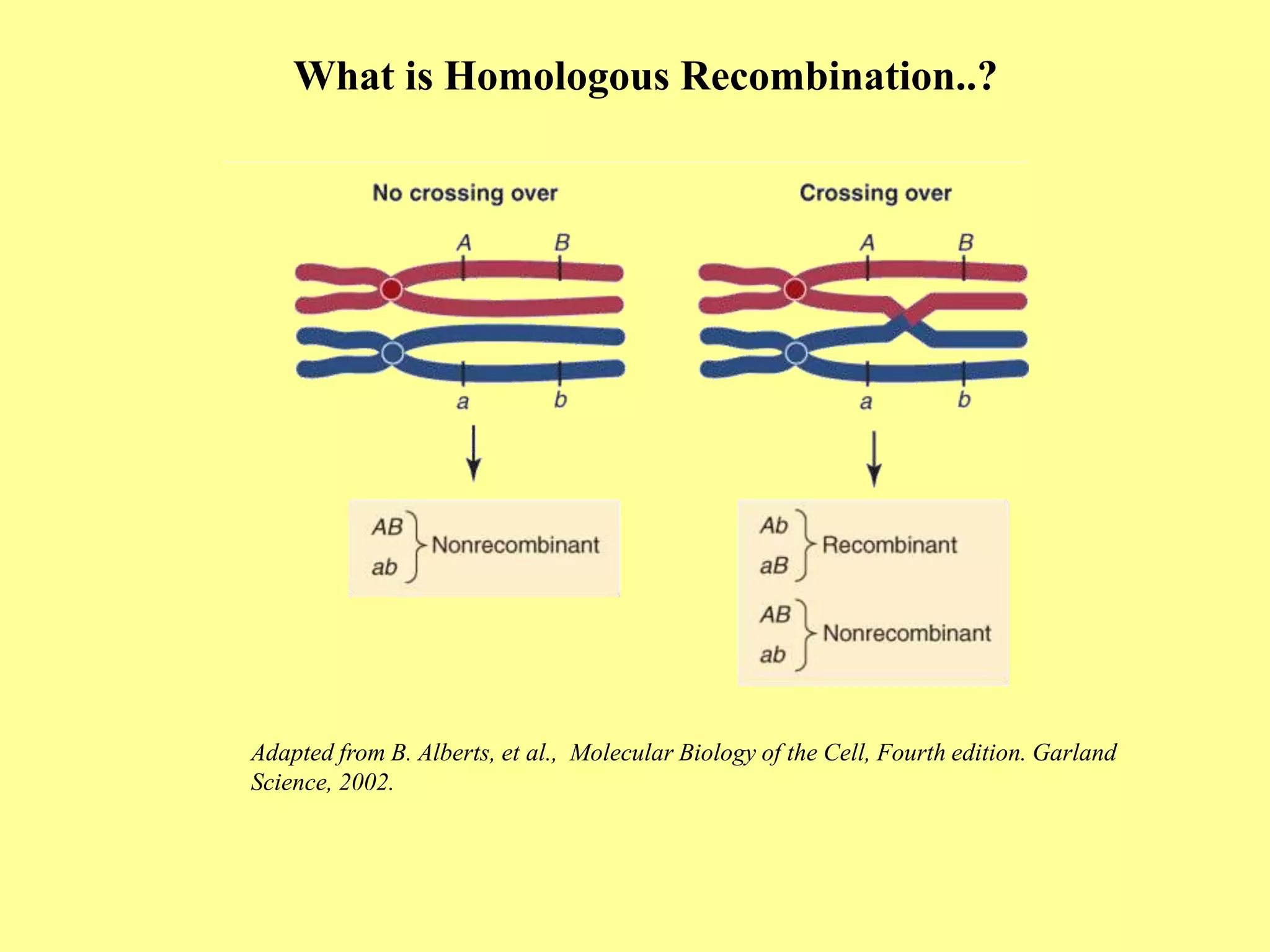 Homologous Recombination (HR) | PPTX