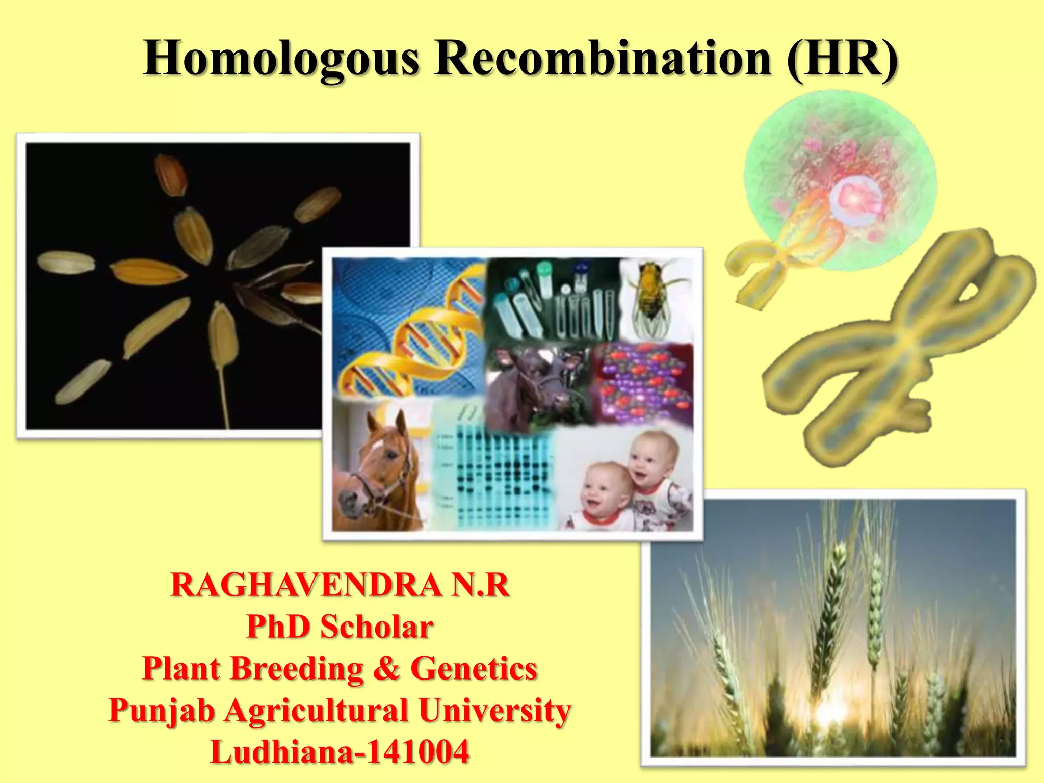 Homologous Recombination (HR) | PPT