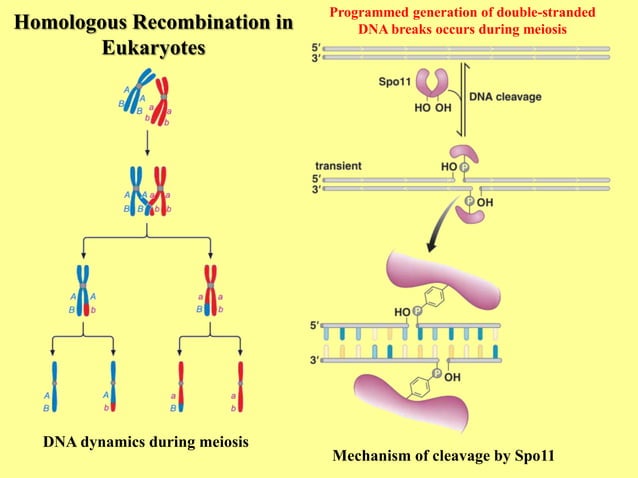 Homologous Recombination (HR)
