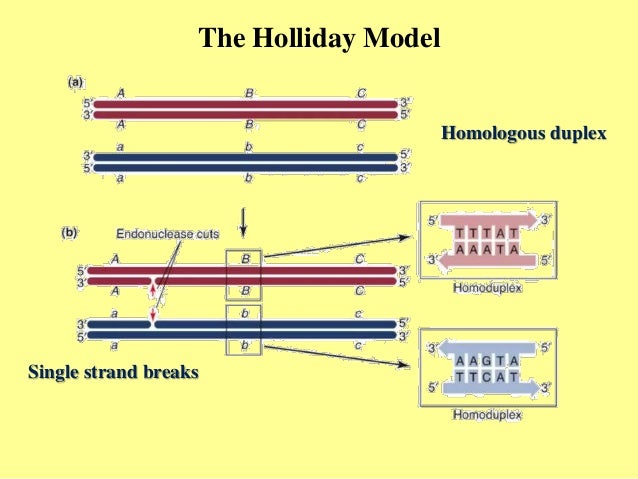 Homologous Recombination (HR)
