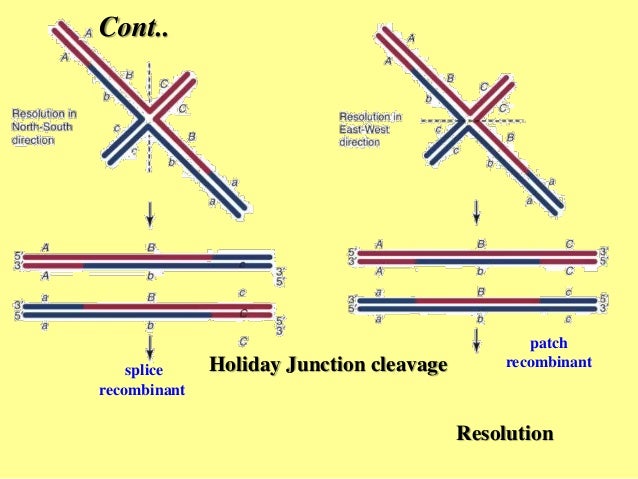 Homologous Recombination (HR)