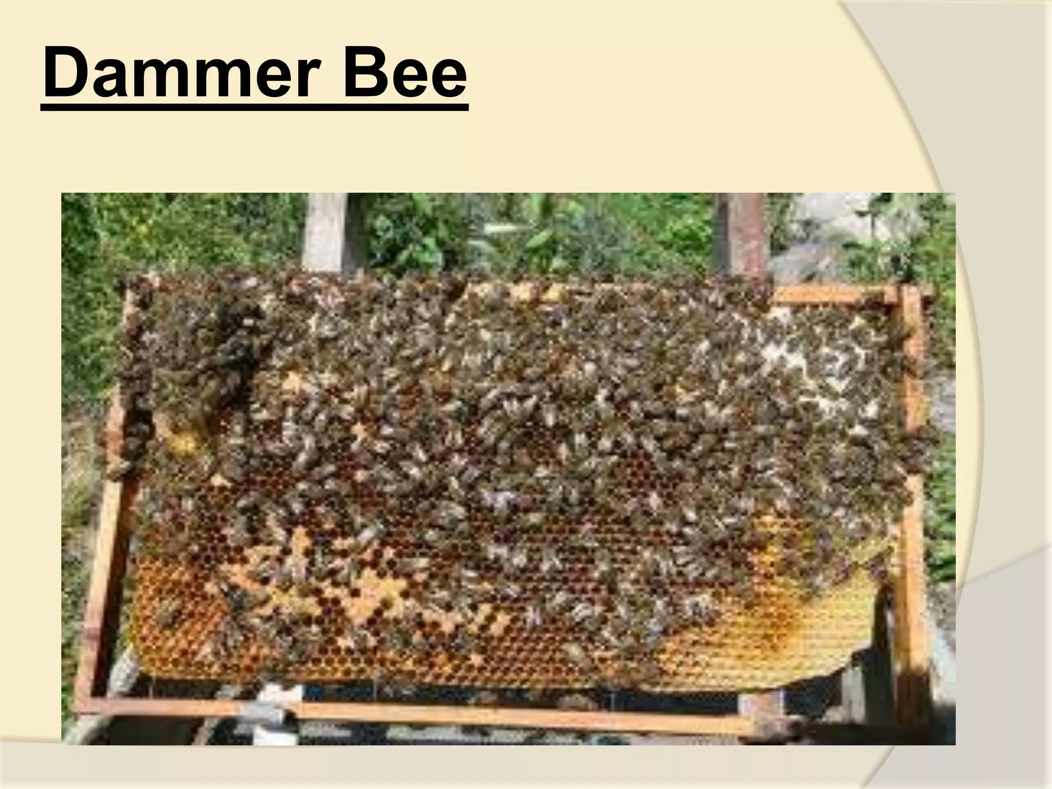 “BEEKEEPING IN INDIA PPT | PPTX