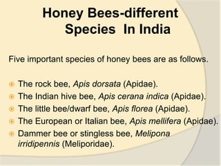 “BEEKEEPING IN INDIA PPT | PPTX