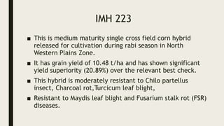 Improved varieties/hybrids and season in maize cultivation | PPTX
