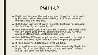 Improved varieties/hybrids and season in maize cultivation | PPTX