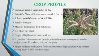 Production of transgenic plants in ragi | PPT