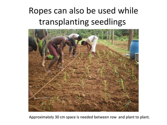 Ragi cultivation in SRI method | PPT | Agriculture | Industries