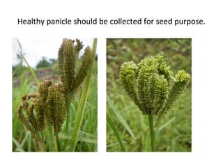 Ragi Crop