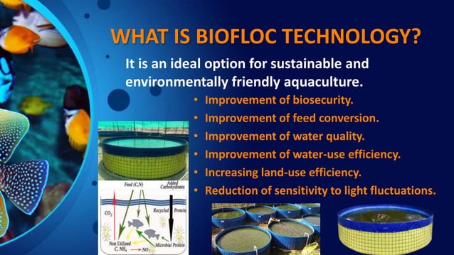 RAHADUL BIOFLOC FISH FARM.pptx