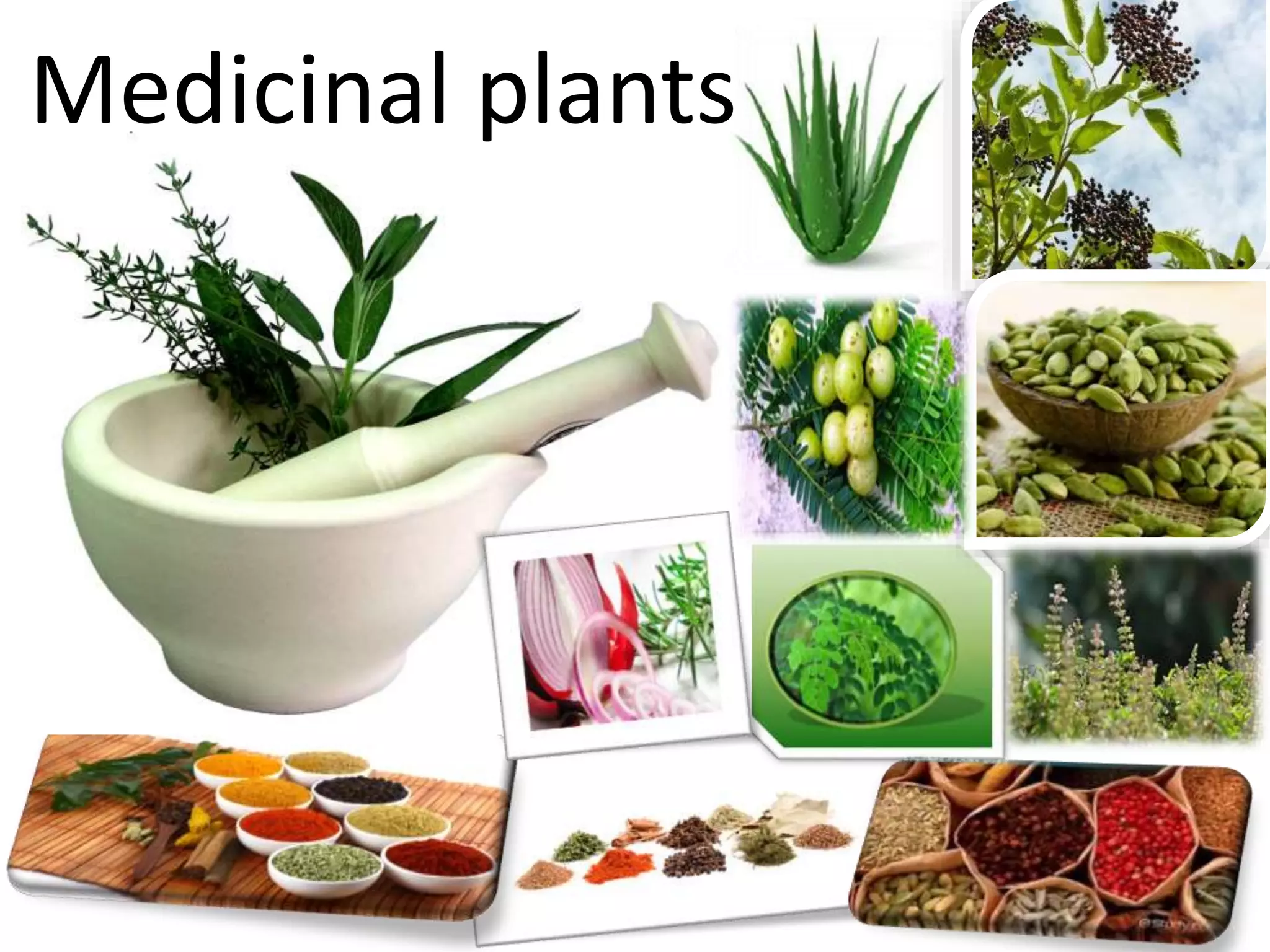 medicinal plants | PPTX