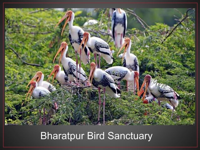 Rahi - rajastan PPT-1.pptxdhdjdjdjdjfjjfjfj | PPT