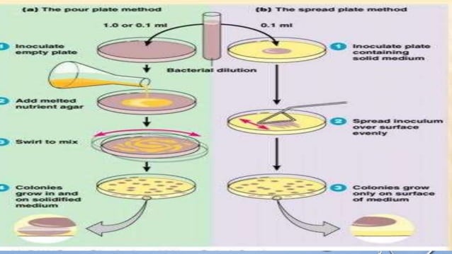 MICROBIOLOGICAL TESTS (CONVENTIONAL METHODS ) | PPT