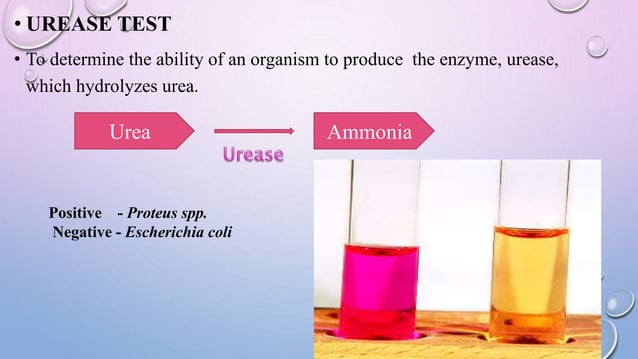 MICROBIOLOGICAL TESTS (CONVENTIONAL METHODS ) | PPT