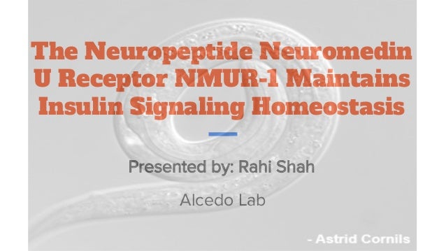 The Neuropeptide Neuromedin U Receptor NMUR-1 Maintains Insulin ...