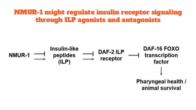 The Neuropeptide Neuromedin U Receptor NMUR-1 Maintains Insulin ...