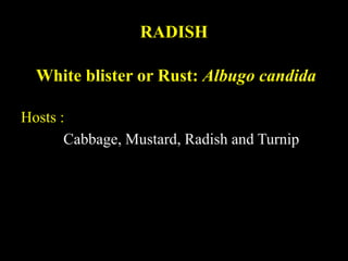 white blister of horticultural crops | PPT