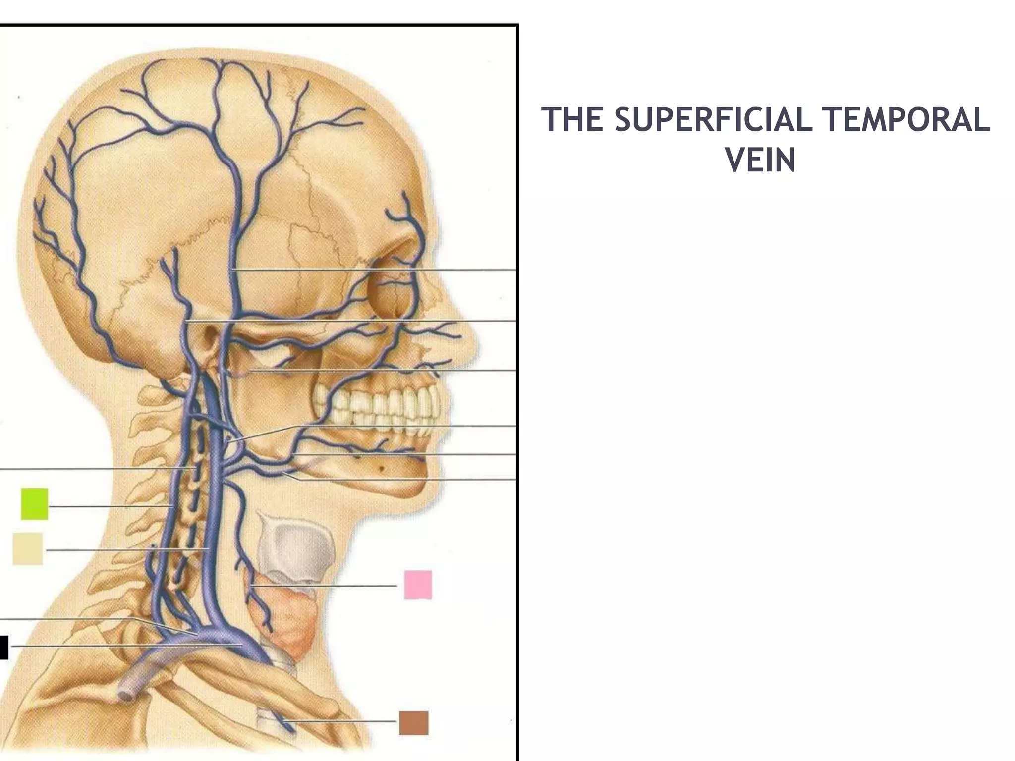 Surgical anatomy of Veins of Head and Neck | PPTX