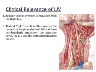 Surgical anatomy of Veins of Head and Neck | PPTX