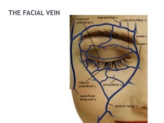 Supratrochlear Vein