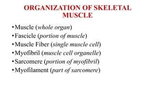 skeletal muscle | PDF