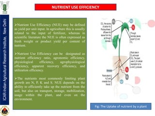 Role of miRNA for Nutrient Use Efficiency in crops | PPT