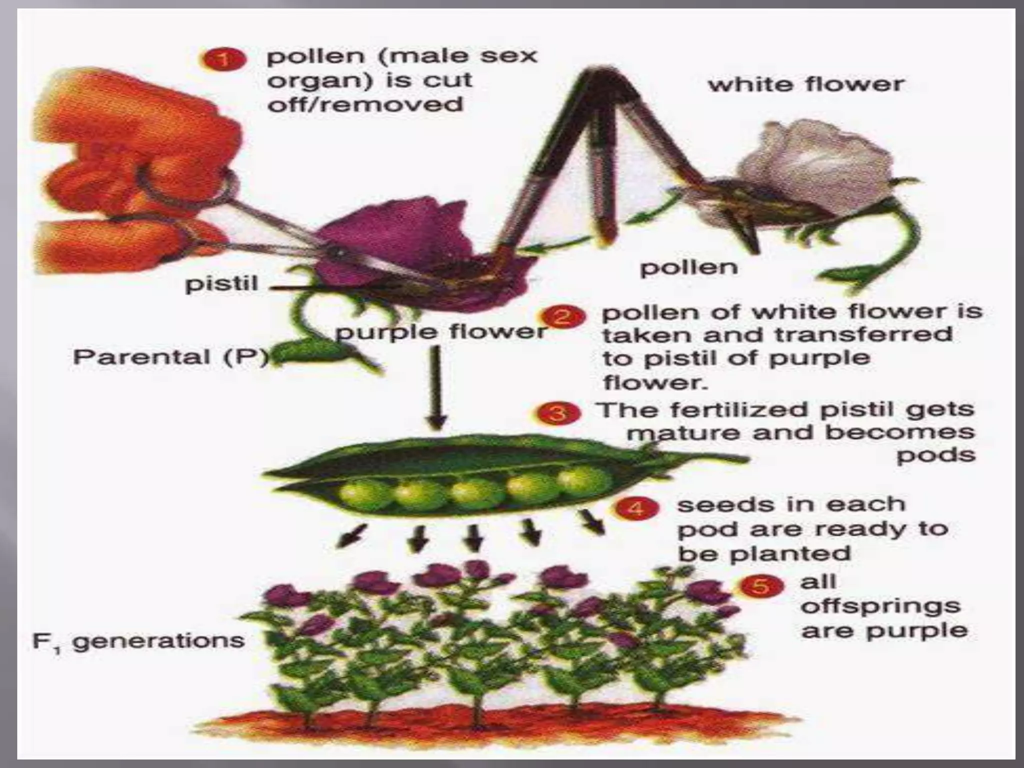 Rahul ppt Gene Stacking.pptx