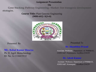 Rahul ppt Gene Stacking.pptx