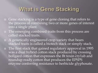 Rahul ppt Gene Stacking.pptx