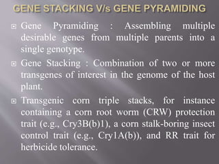 Rahul ppt Gene Stacking.pptx