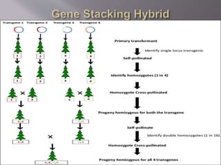 Rahul ppt Gene Stacking.pptx