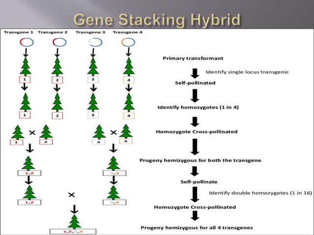 Rahul ppt Gene Stacking.pptx
