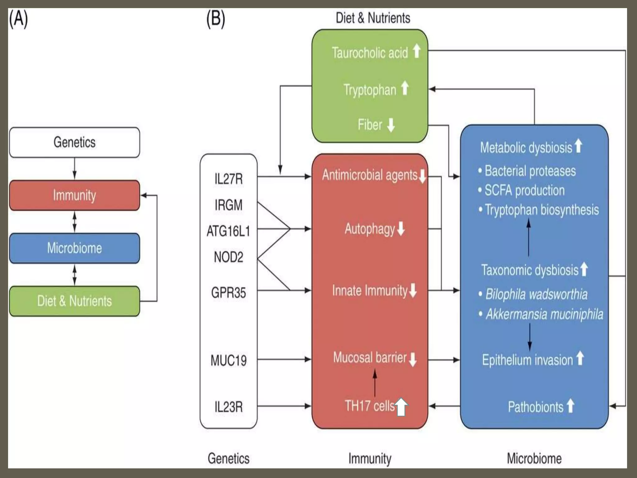 Recent Advances in Pharmacotherapy of Inflammatory Bowel Disease | PPTX Recent Advances in Pharmacotherapy of Inflammatory Bowel Disease | PPTX