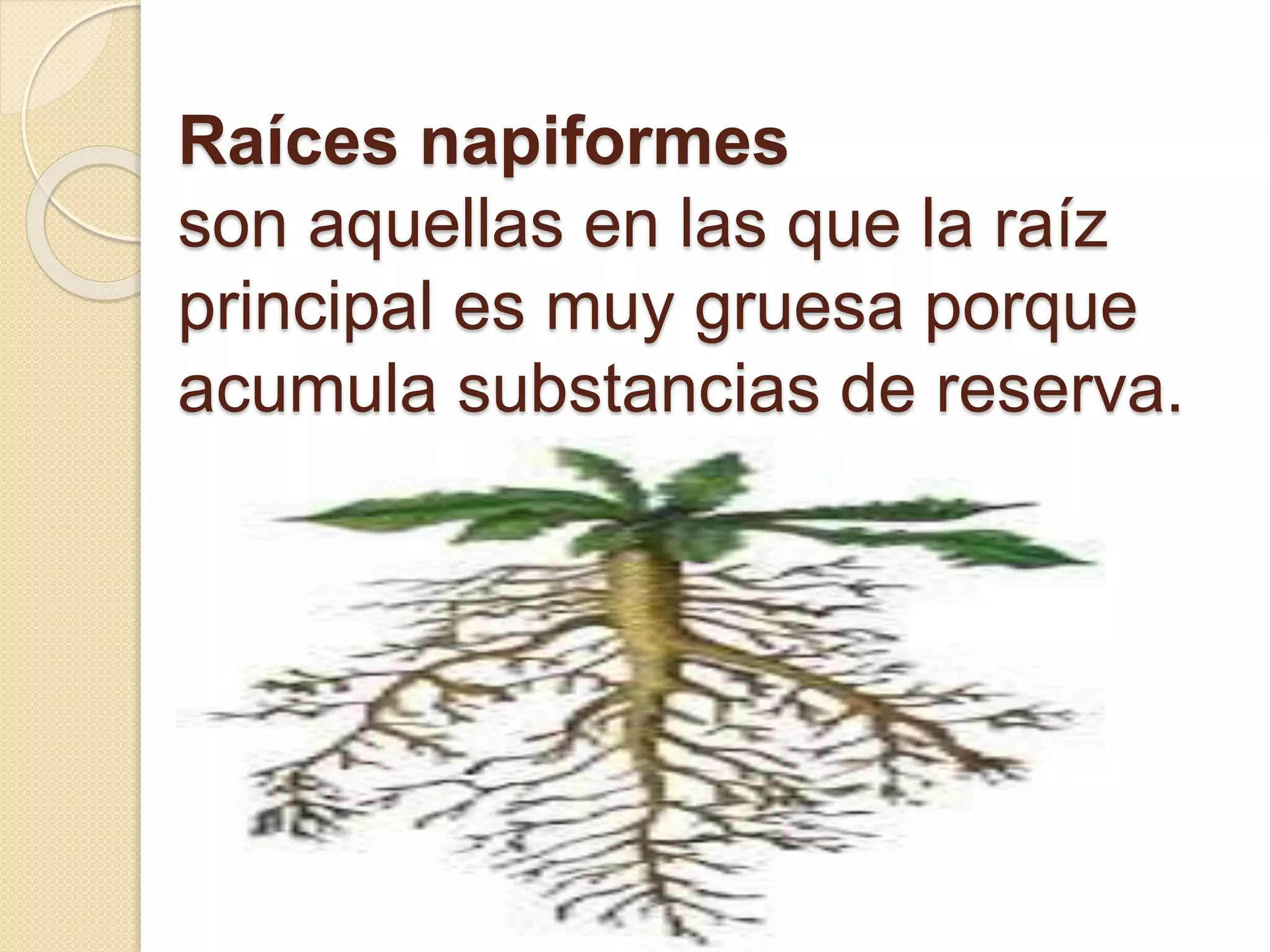 Raices y nutricion con minerales | PPTX