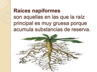 Raices y nutricion con minerales | PPTX