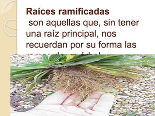 Raices y nutricion con minerales | PPTX