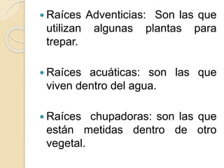 Raices y nutricion con minerales | PPTX