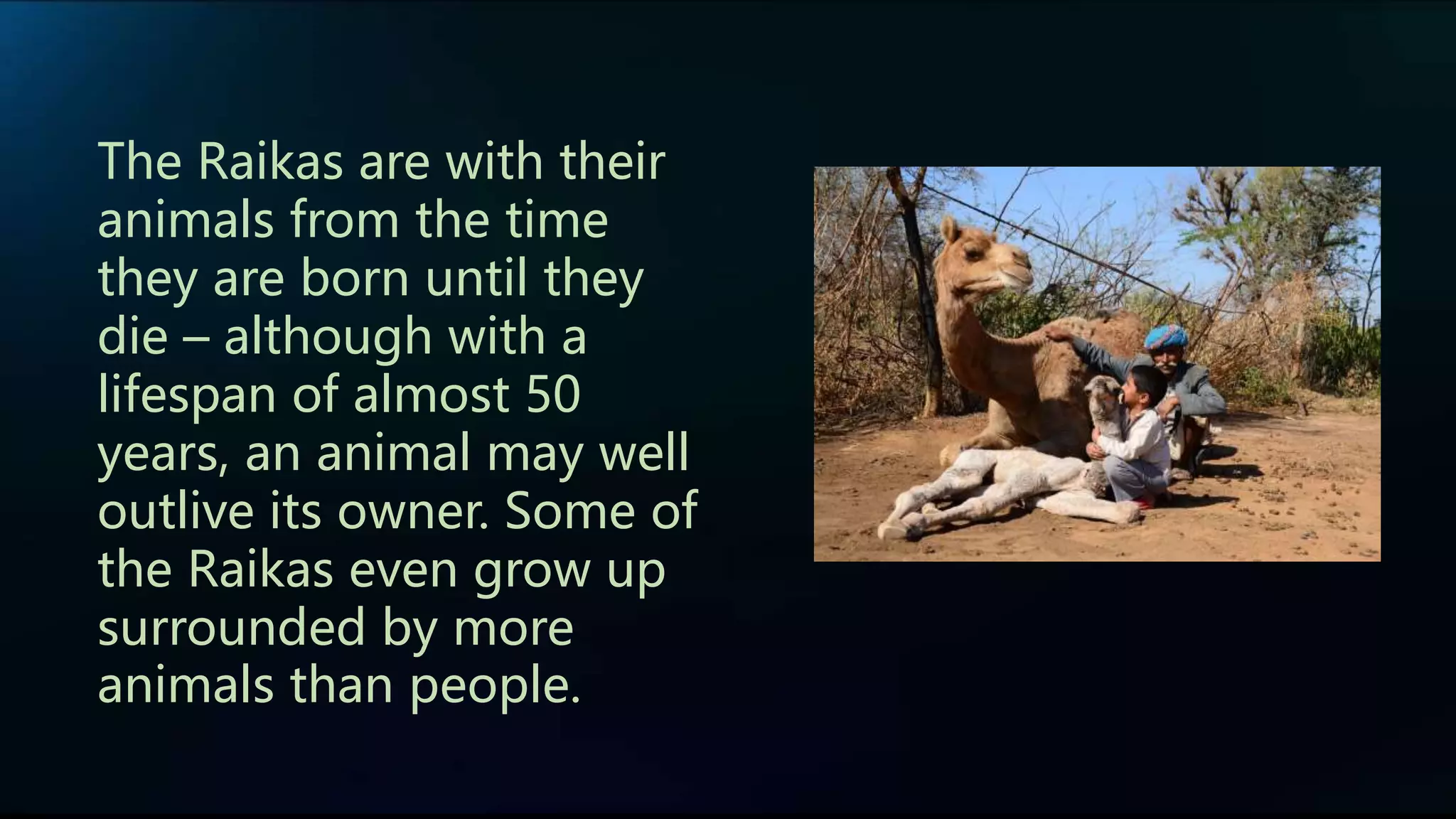 Raika community in Rajasthan ( Saisha).pptx