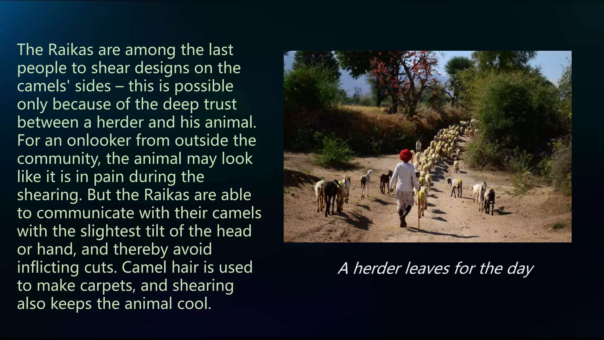 Raika community in Rajasthan ( Saisha).pptx