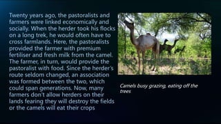 Raika community in Rajasthan ( Saisha).pptx