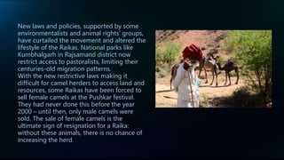 Raika community in Rajasthan ( Saisha).pptx