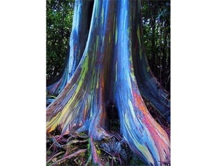 Rainbow eucalyptus | PPT