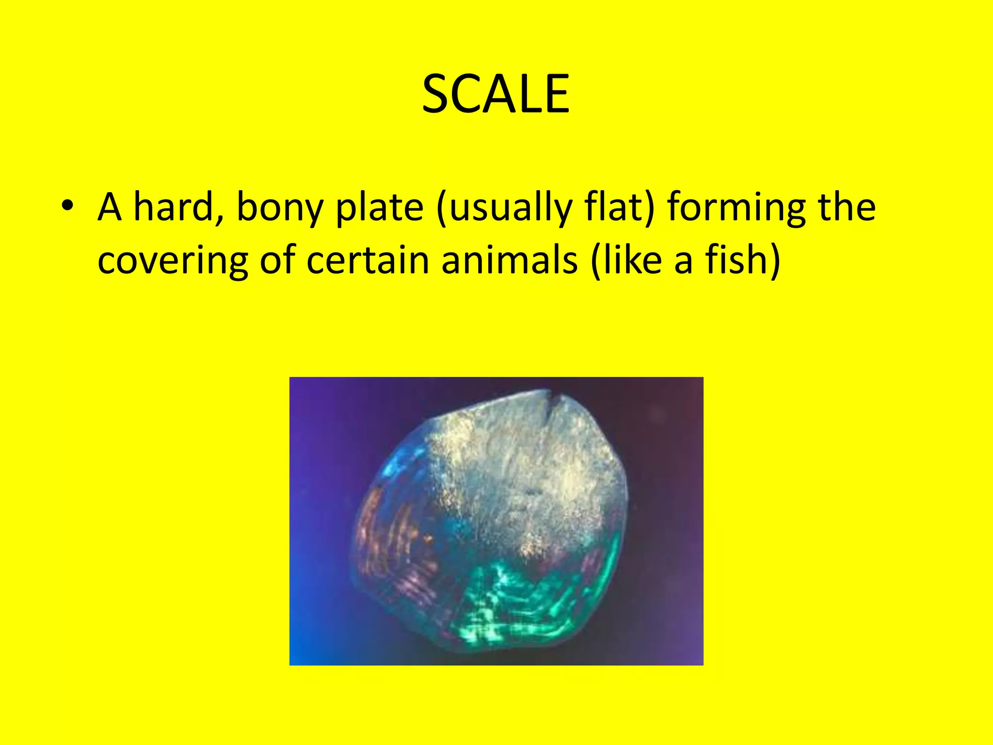 Rainbow fish vocab | PPTX