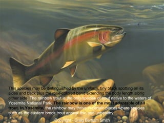 Rainbow trout | PPT
