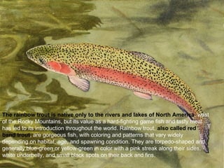 Rainbow trout | PPT