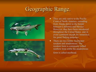Rainbow trout! jimmy | PPT