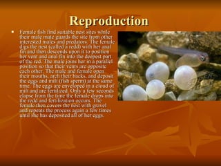 Rainbow trout! jimmy | PPT